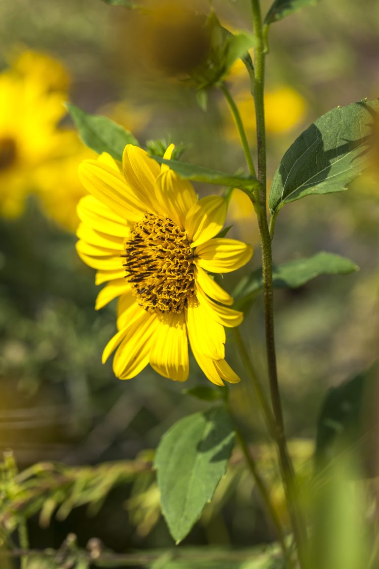 Girasole (Helianthus): coltivazione, varietà e consigli utili