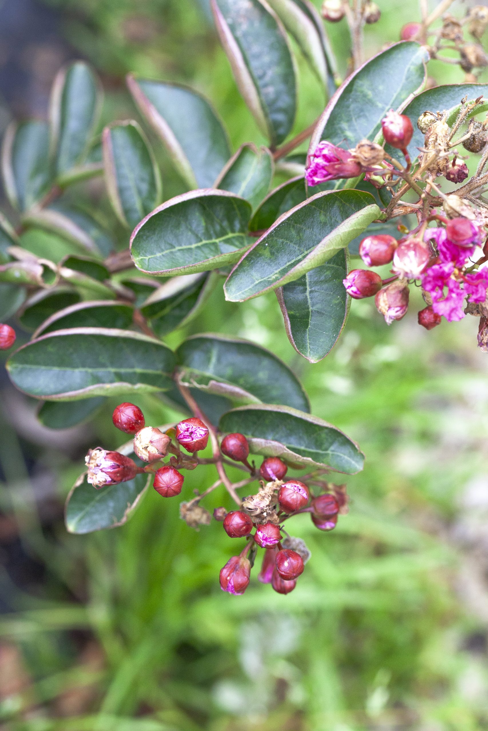 Lagerstroemia: coltivazione, cura e potatura - Gardenia