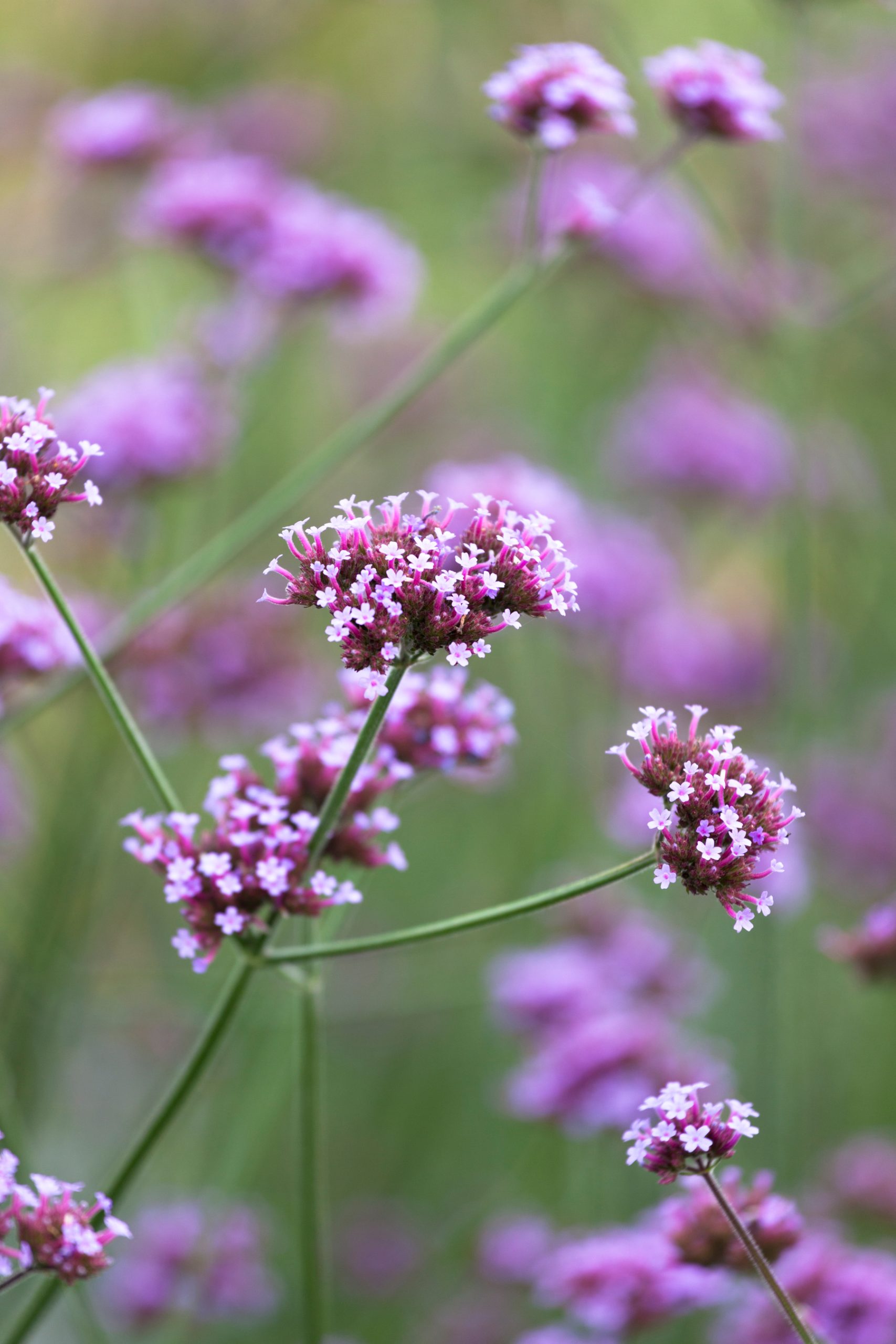 Come coltivare la verbena: varietà, fioritura e consigli pratici