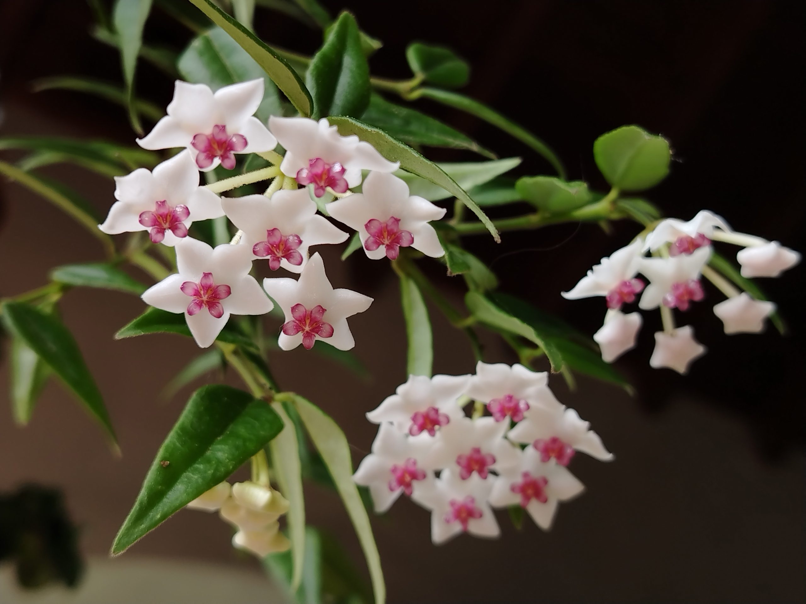 Come coltivare la Hoya, il “fiore di cera" - Gardenia