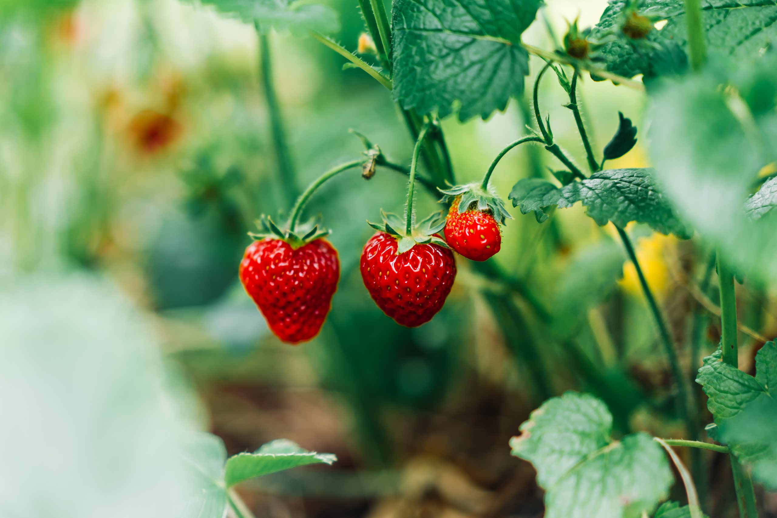 Come coltivare le fragole: guida semplice e completa