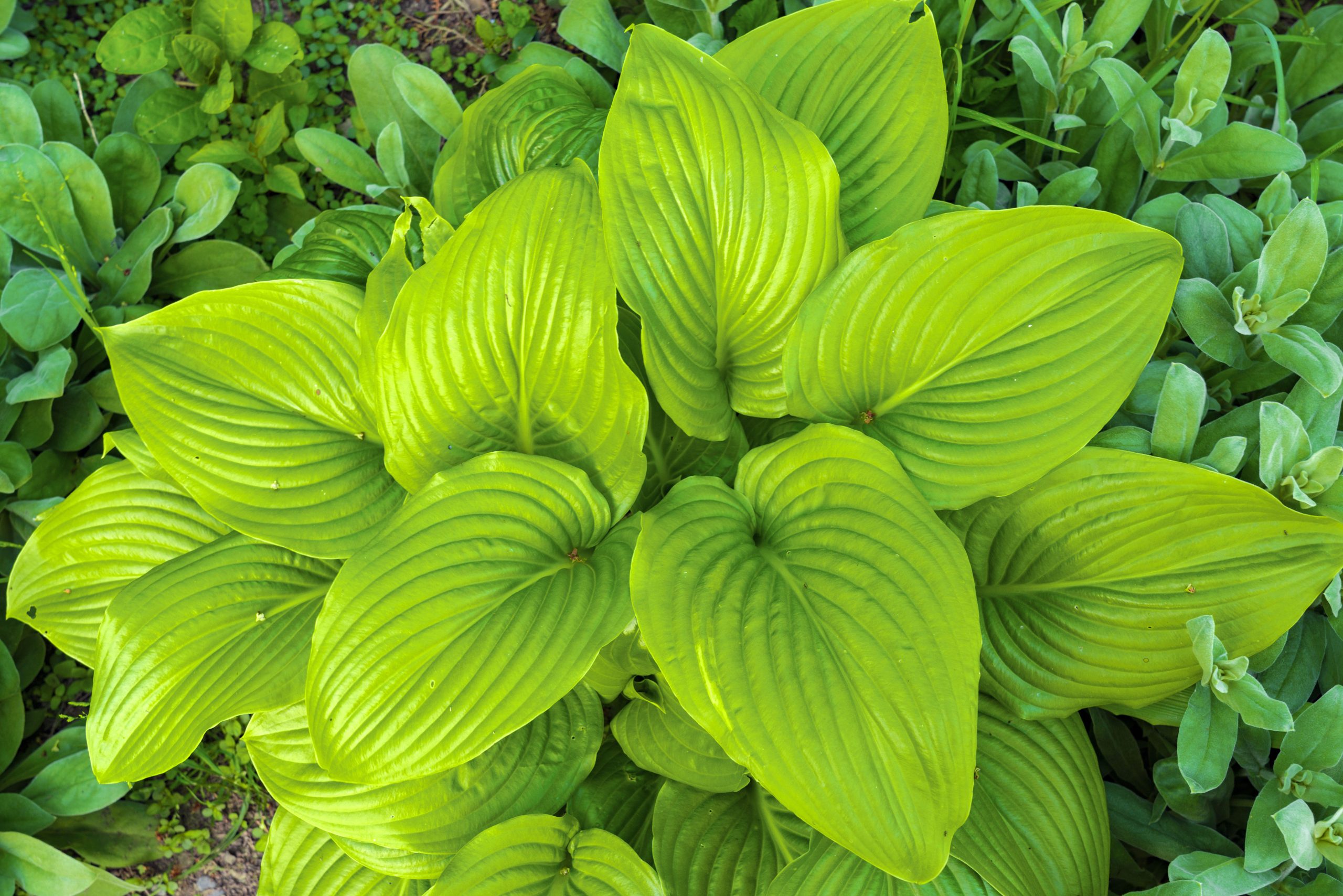 Come coltivare le hosta e proteggerle dalle lumache - Gardenia