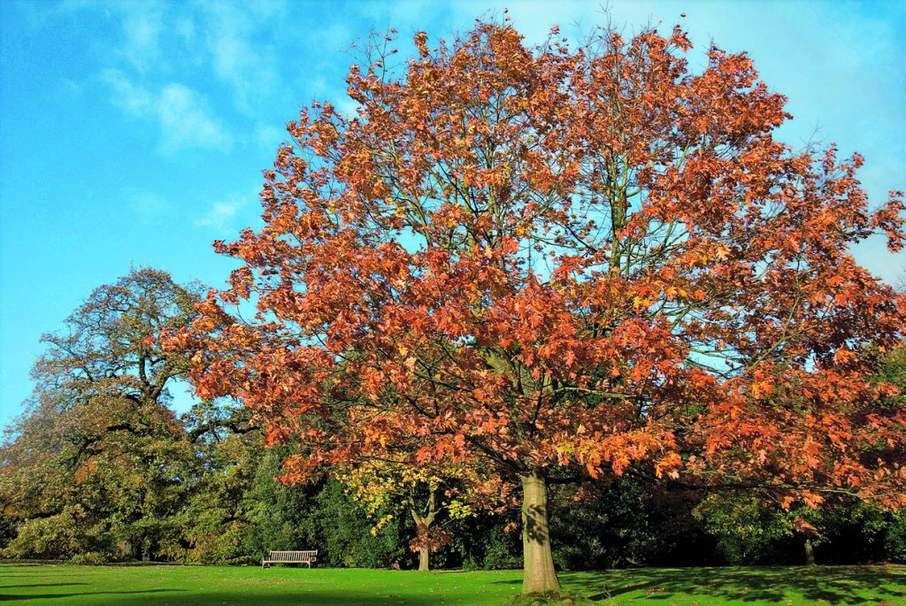 Quercia rossa americana: come coltivarla | Gardenia