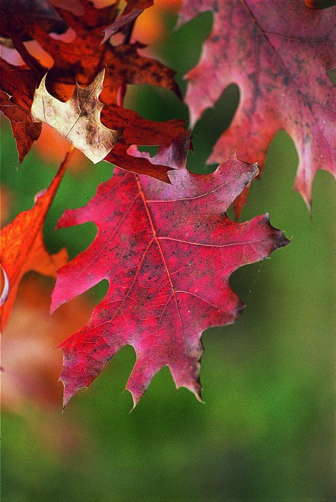 Quercia rossa americana: come coltivarla | Gardenia