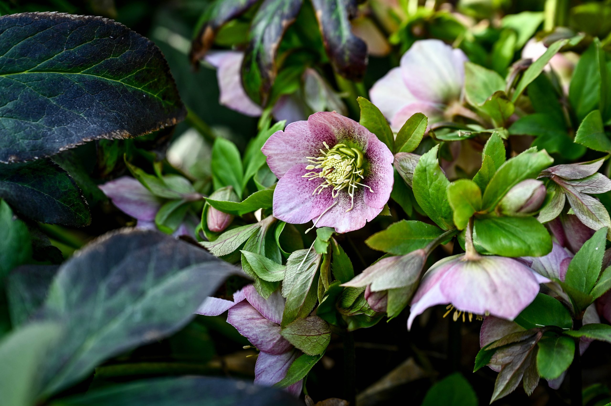 Elleboro: il fiore che illumina l’inverno - Gardenia