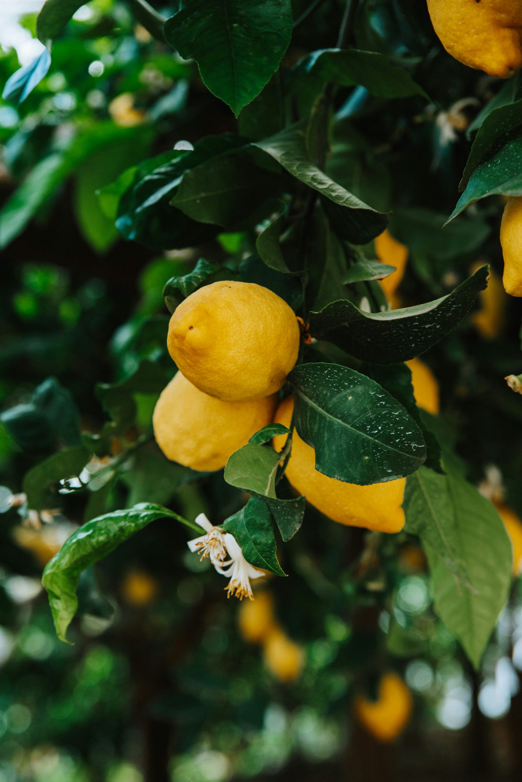 Pianta di limone: coltivazione, cura in vaso e consigli pratici - Gardenia