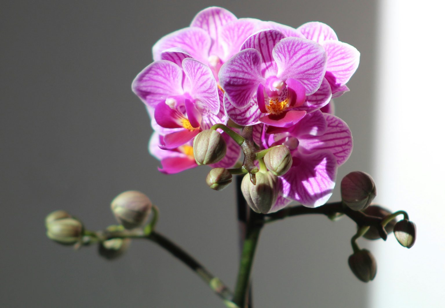 Orchidea in casa cura e fioritura: la nostra guida completa - Gardenia