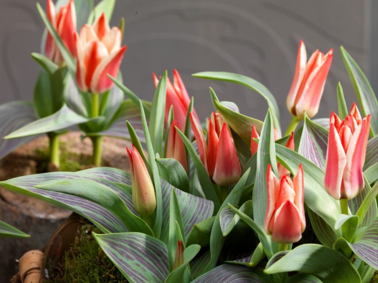 Tulipani: fioritura e coltivazione, varietà e significato - Gardenia