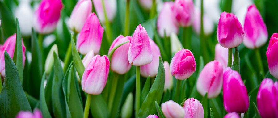 Tulipani: fioritura e coltivazione, varietà e significato - Gardenia