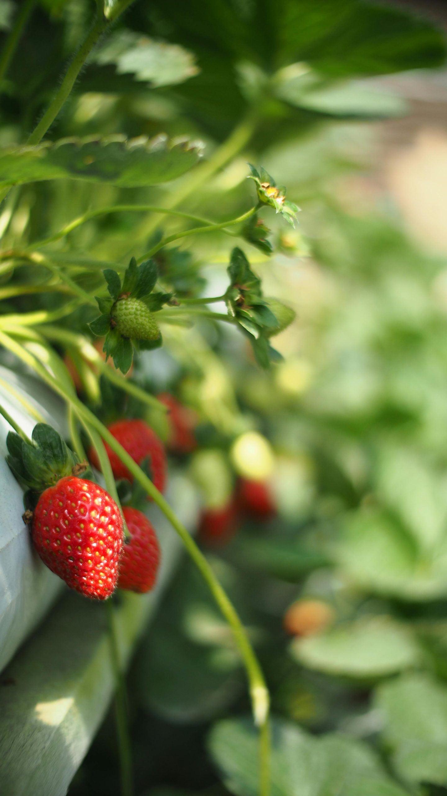 Come coltivare le fragole: guida completa e consigli pratici