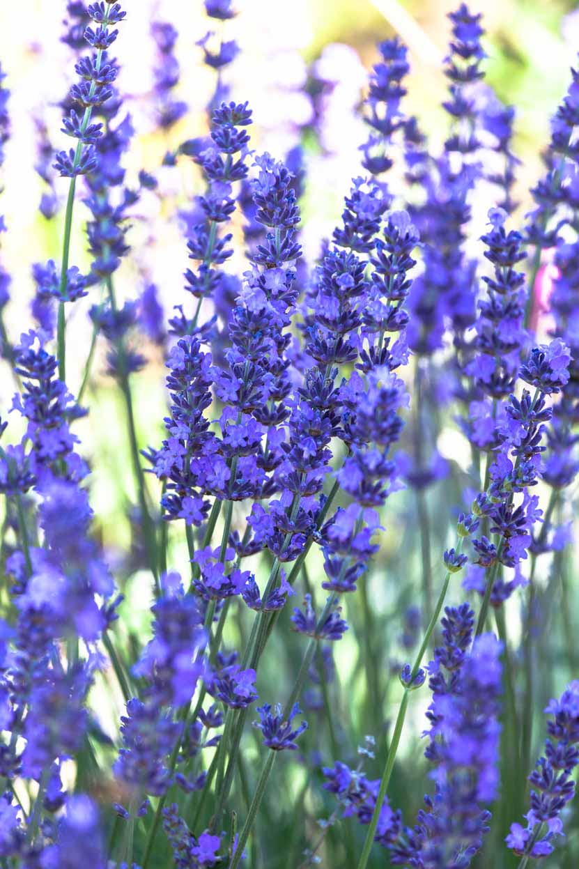 Lavanda, elegante e discreta: guida alla coltivazione - Gardenia