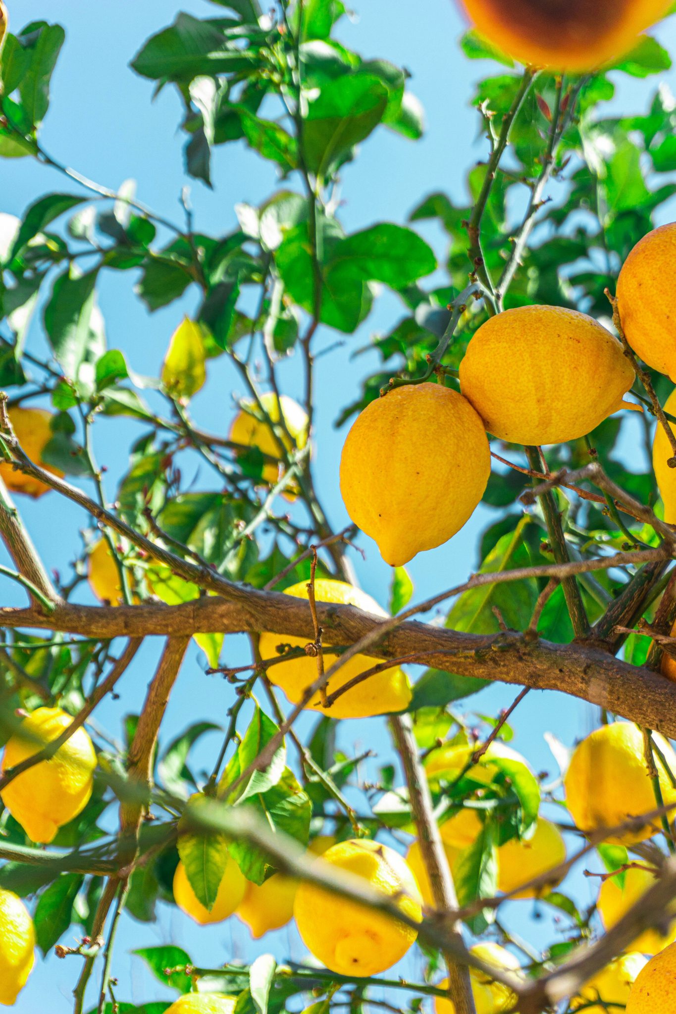 Pianta di limone: coltivazione, cura in vaso e consigli pratici - Gardenia